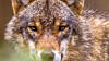 Buck looking in Värmland Filipstad: Accidental wolf capturing - World ...